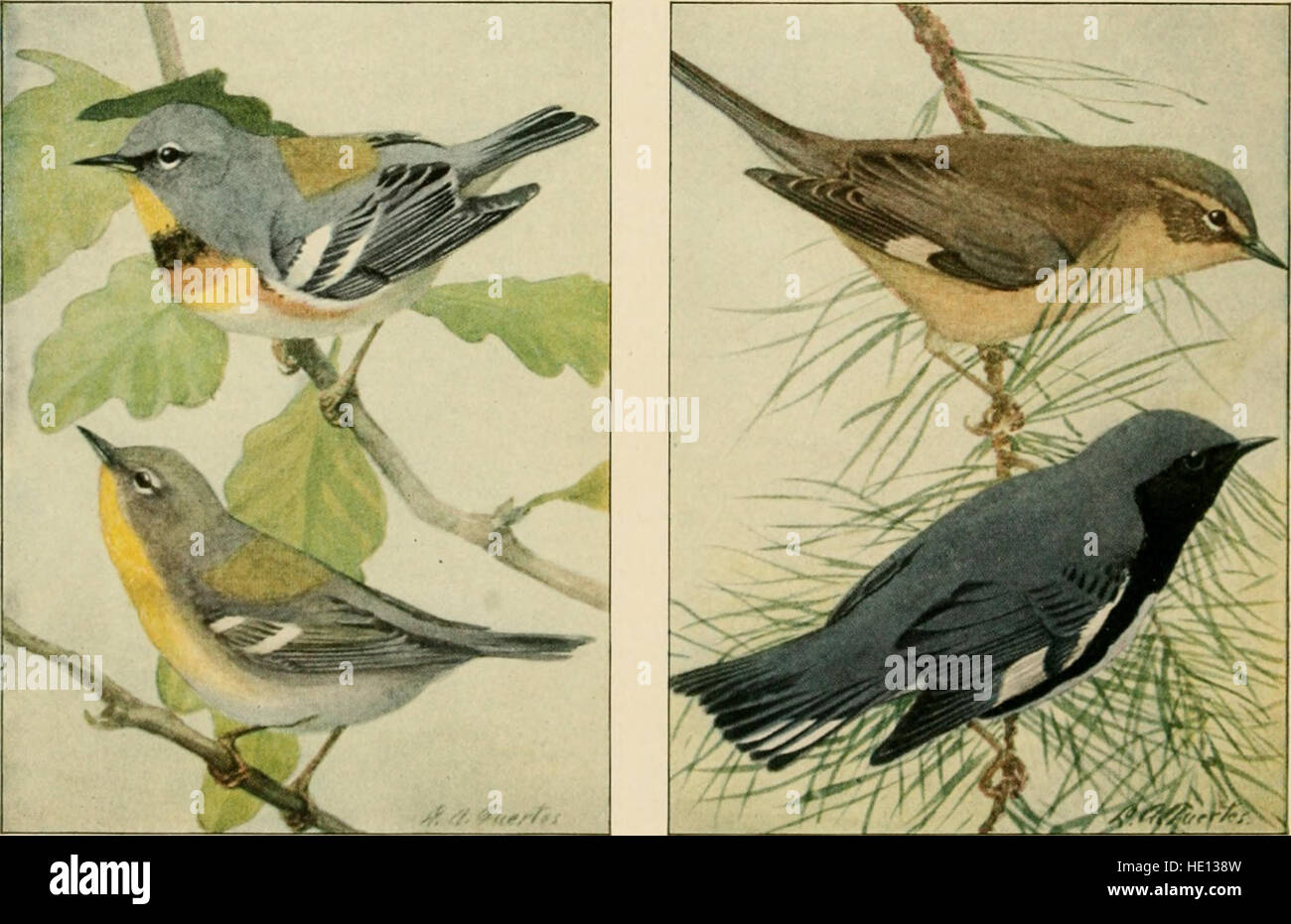 The Book of Birds (1918) is a comprehensive guide to common birds found ...