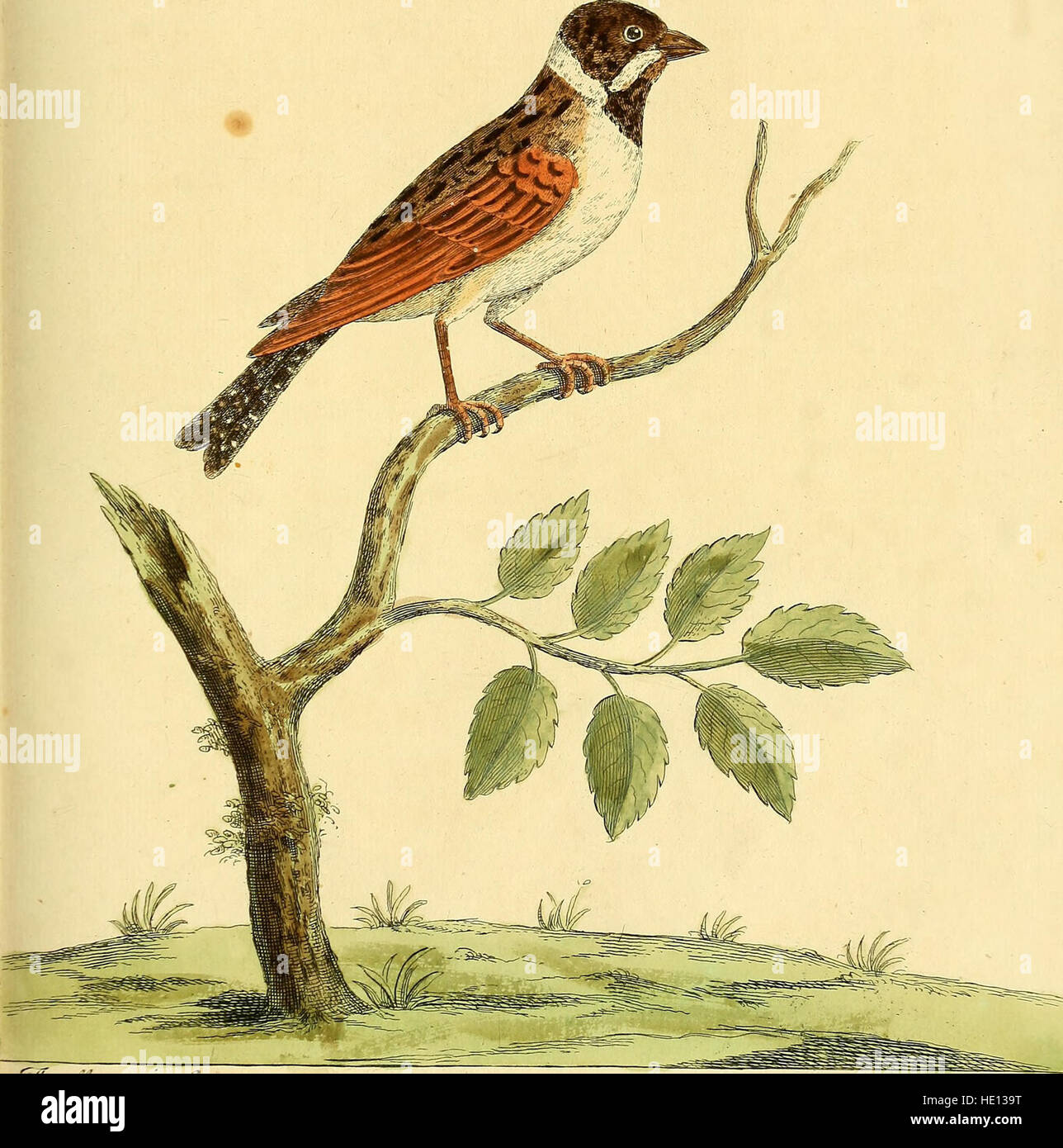 This 1731 publication offers a detailed study of birds, illustrated ...