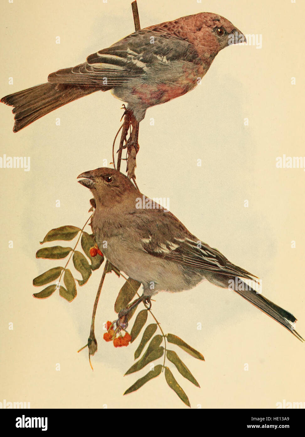 *Birds and Nature* (1907) is a publication dedicated to the study of ...