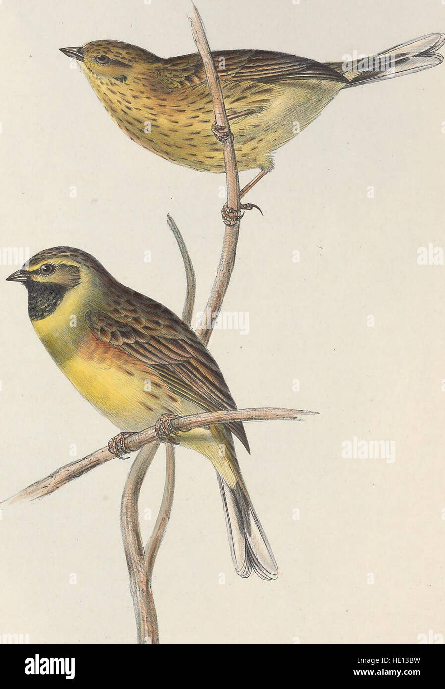 *The Birds of Europe* (1837) is a detailed work on the various bird ...