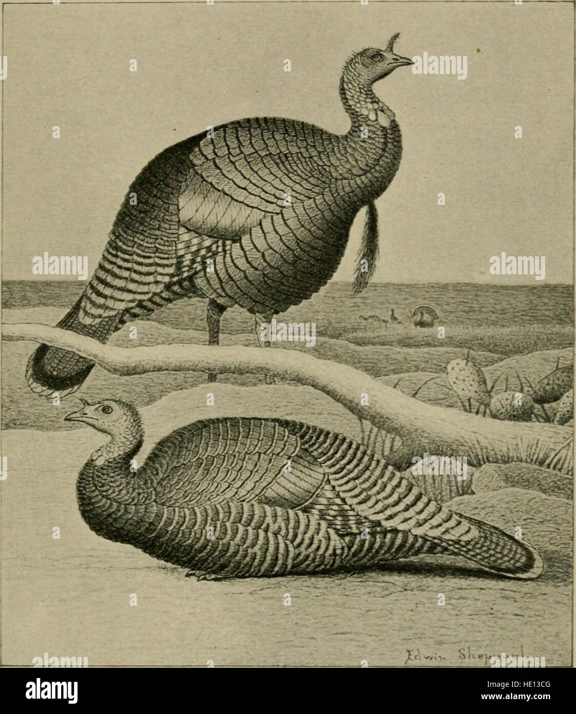 This book covers the different species of gallinaceous birds in North ...