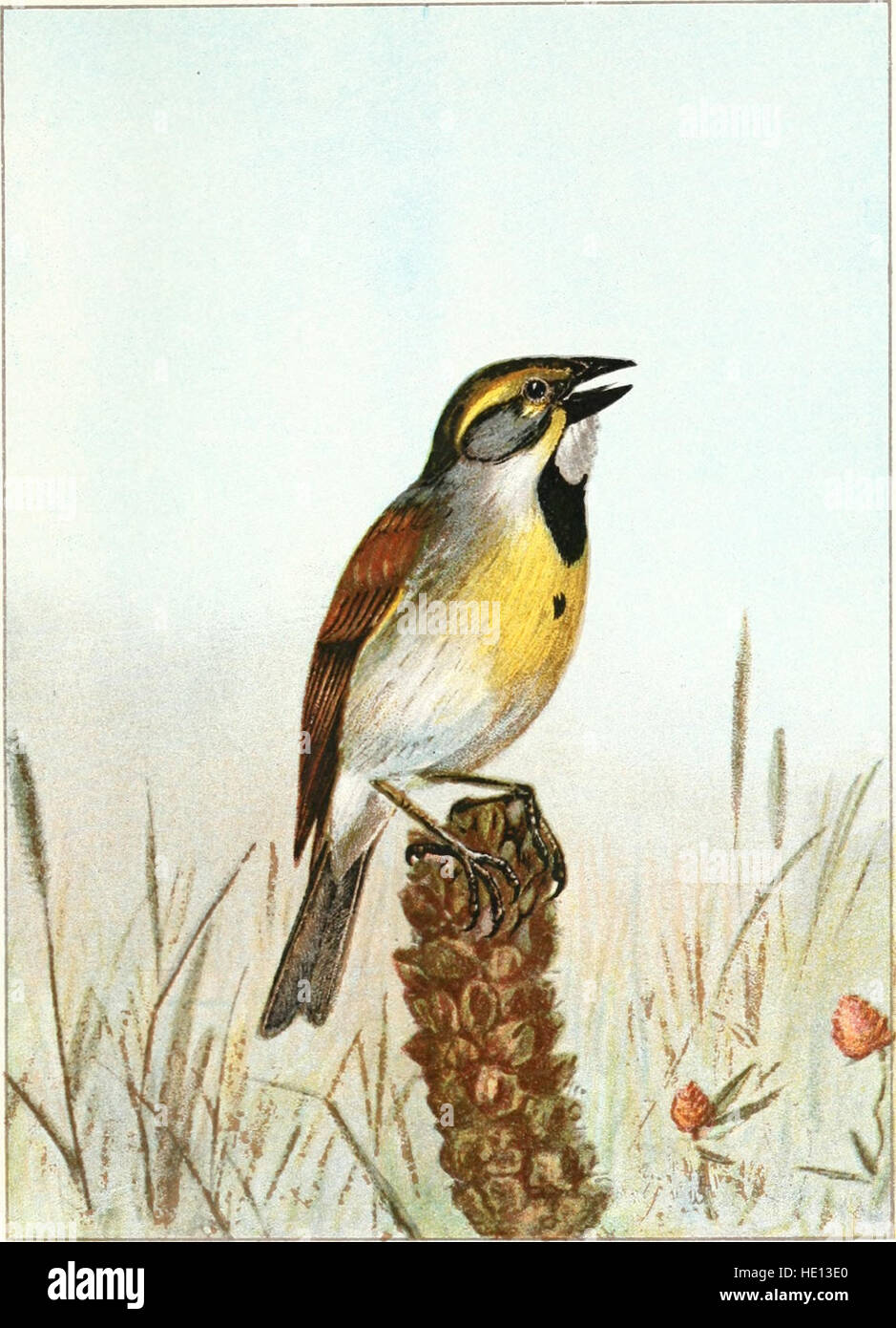 A 1901 guide to the study of common birds, providing detailed ...