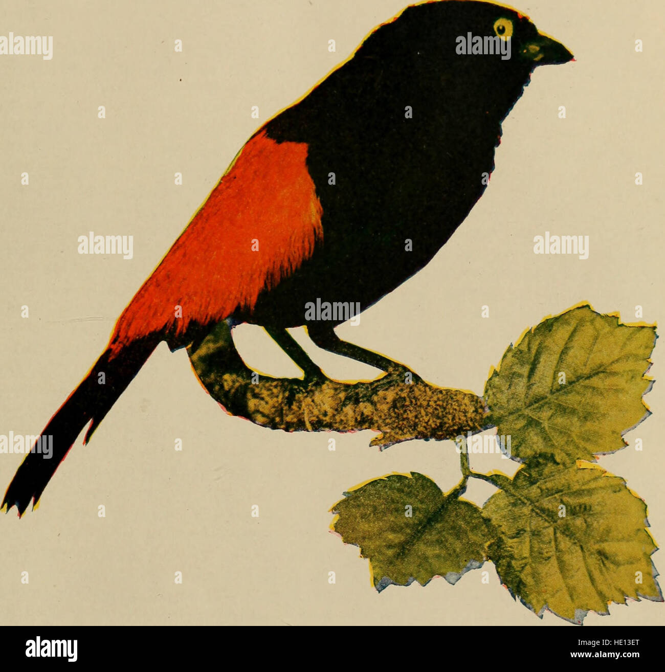 *Birds and Nature* (1905) is a nature journal that explores various ...