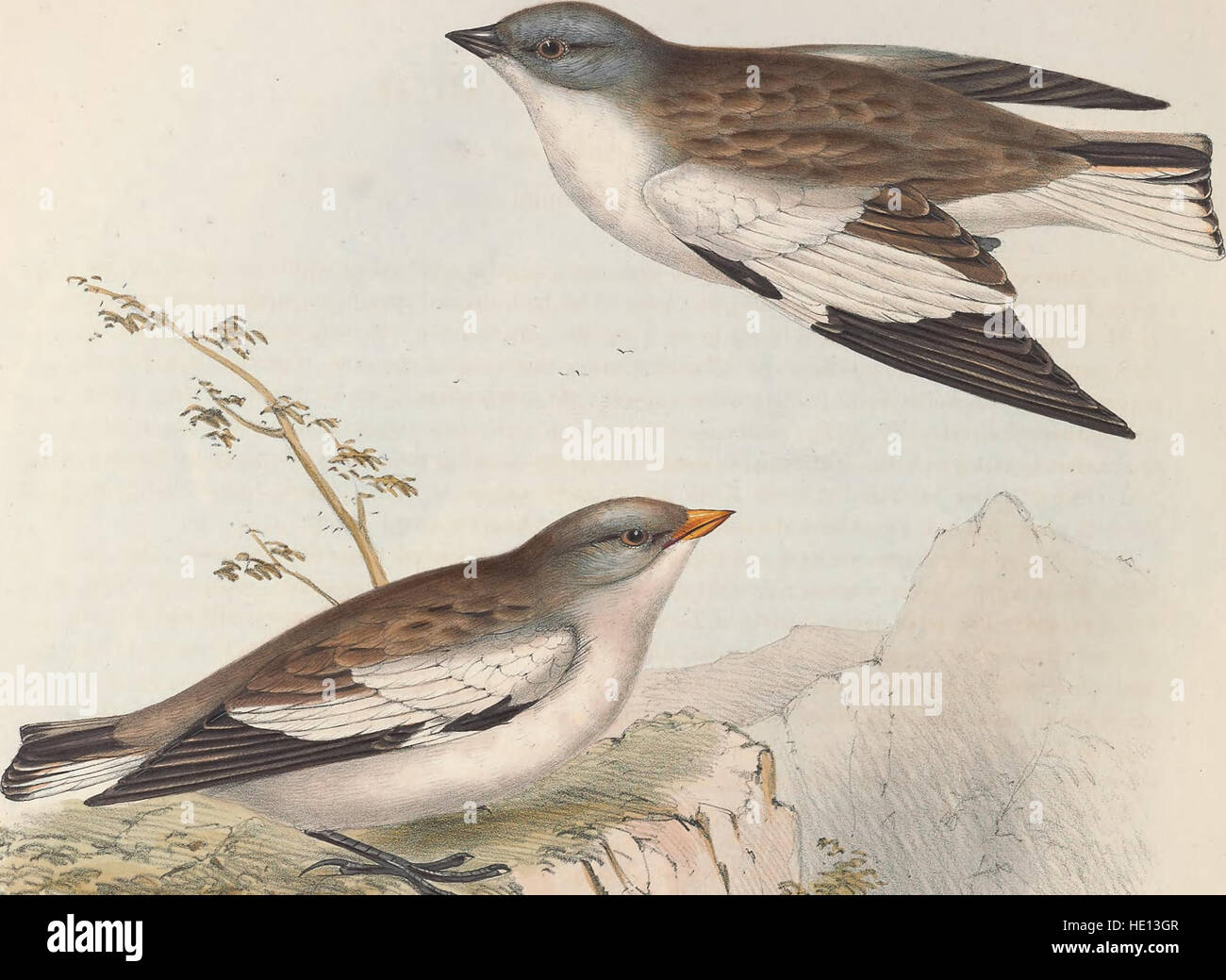 *The Birds of Europe* (1837) is an ornithological work detailing the ...