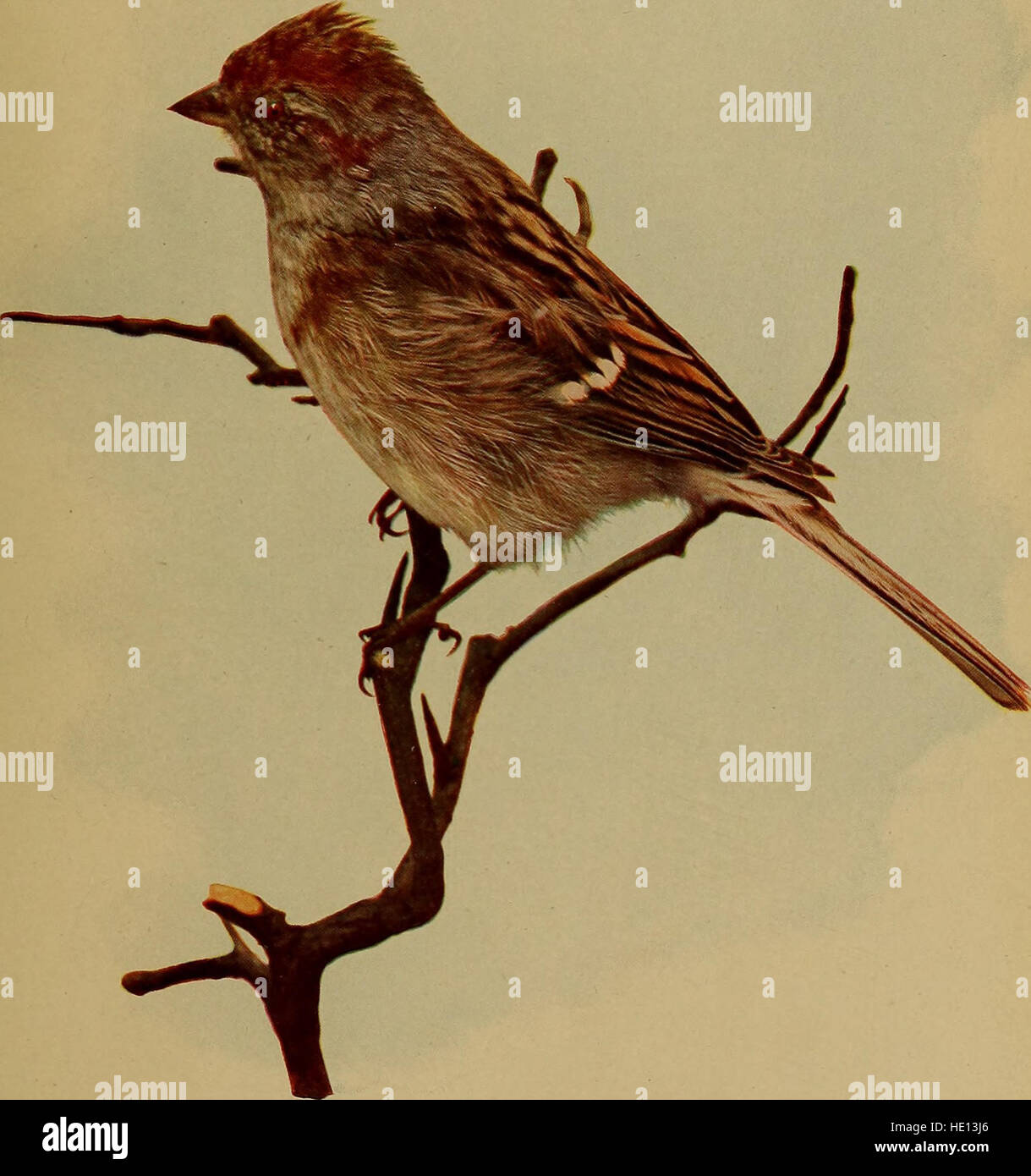 Birds and Nature, a 1901 periodical, provides an insightful exploration ...