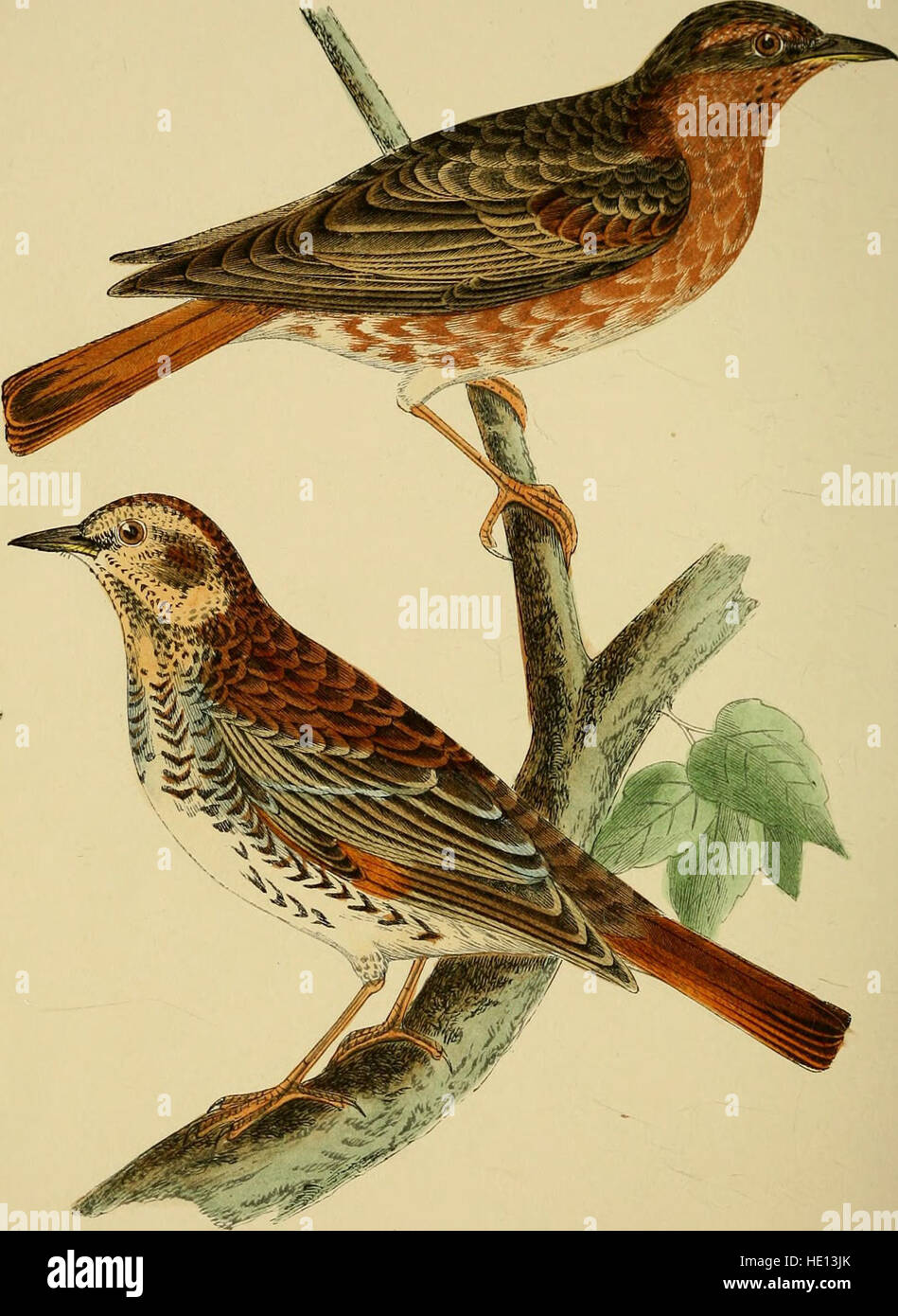 History british birds offers hi-res stock photography and images - Alamy