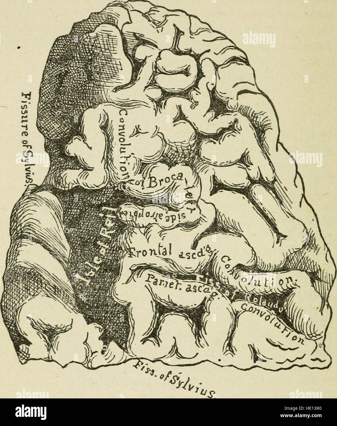 Modern brain ancient brain hi-res stock photography and images - Alamy