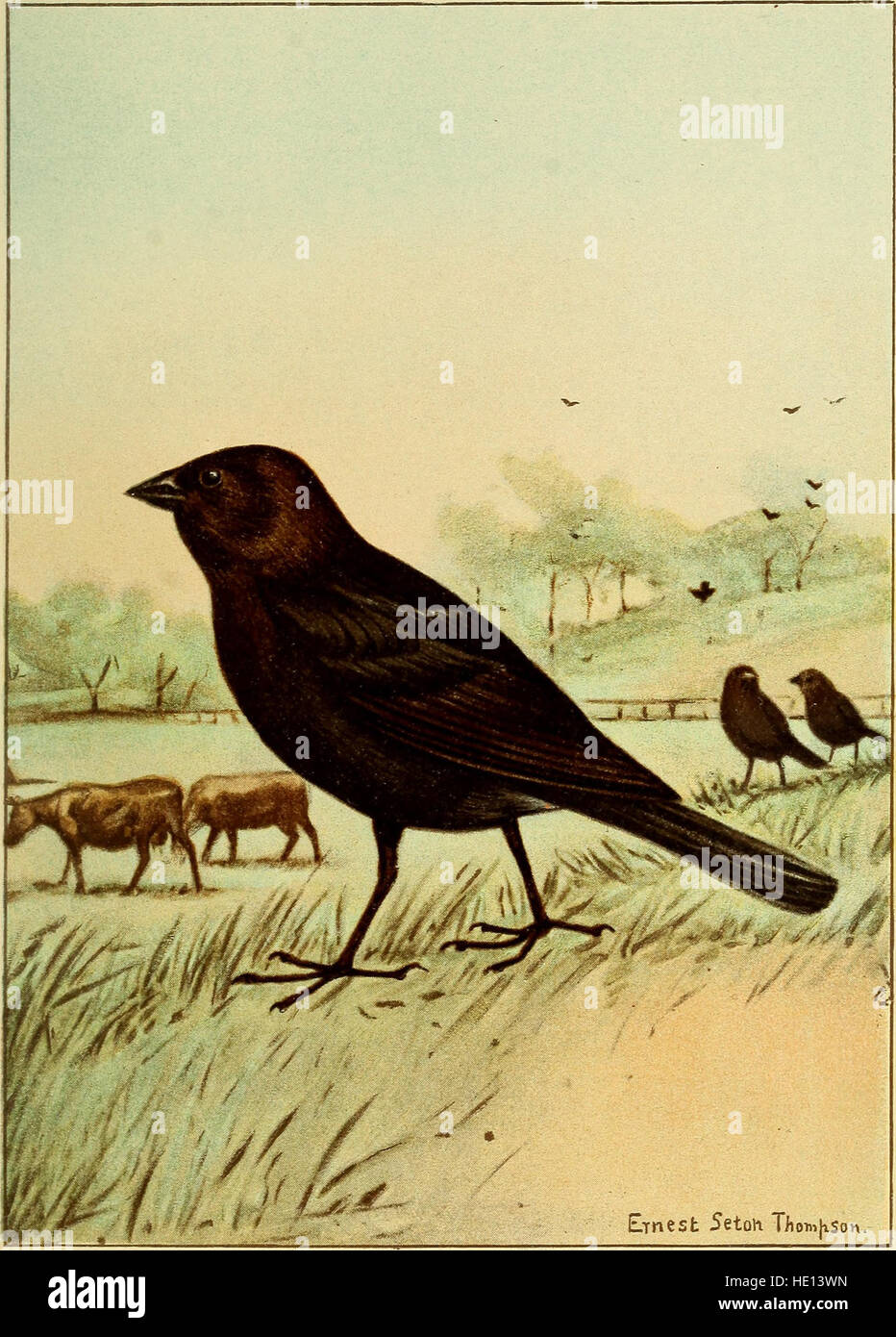 This guide provides an introduction to the study of common birds ...