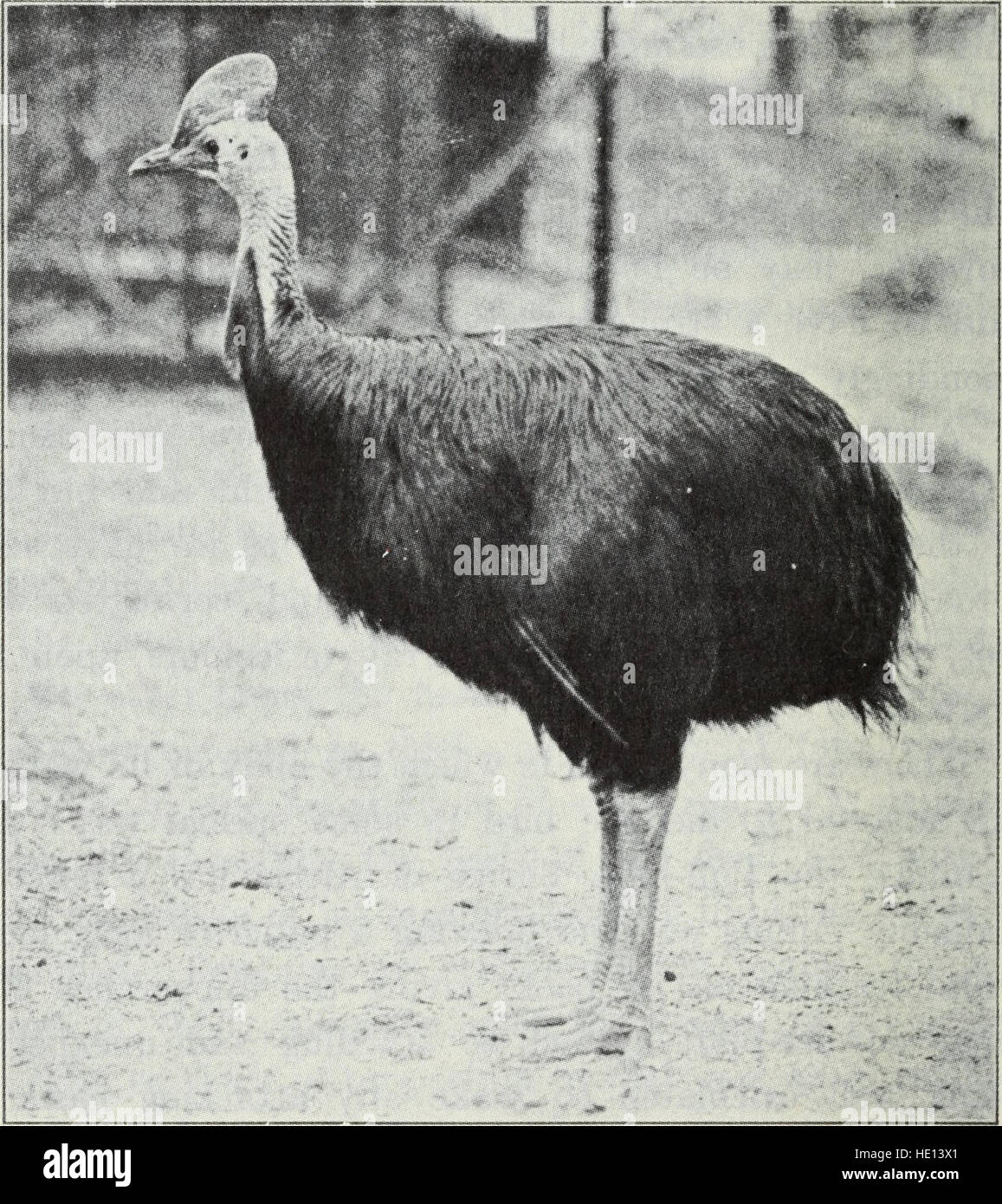 *The Bird, Its Form and Function* (1906) examines the anatomy ...