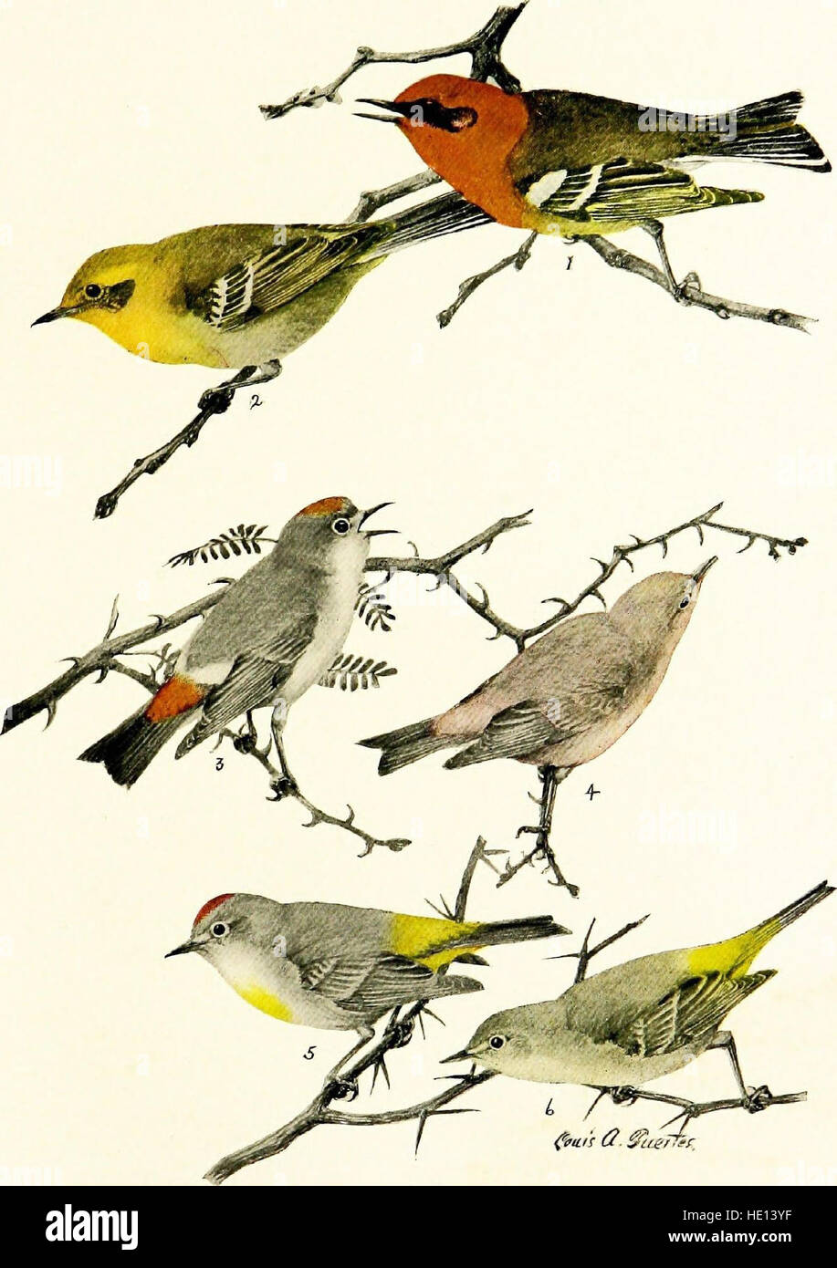 This work on the warblers of North America (1907) provides a detailed ...