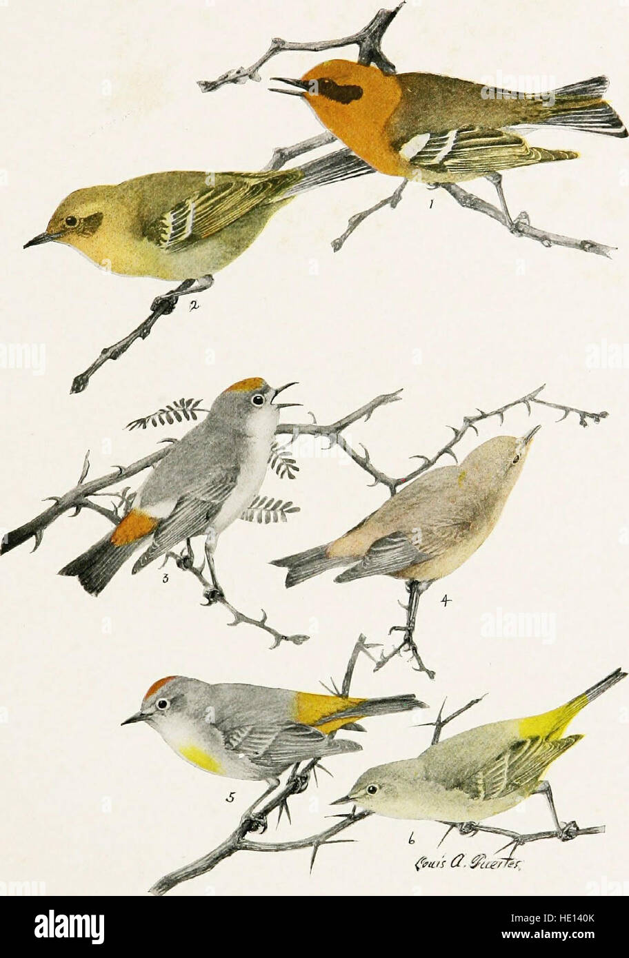 This 1907 book provides a detailed guide to the warblers of North ...