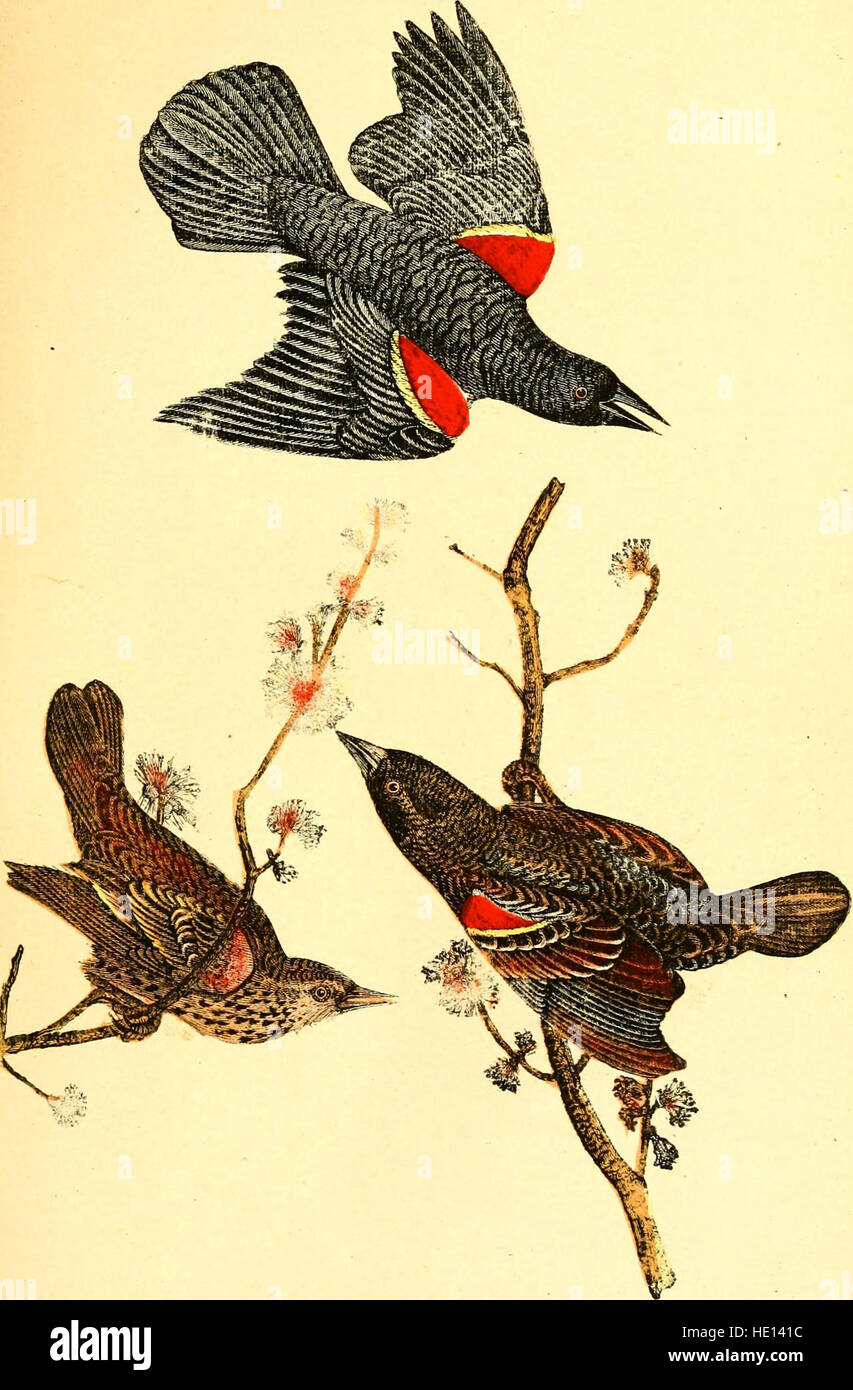 This work provides detailed descriptions of birds found in New England ...