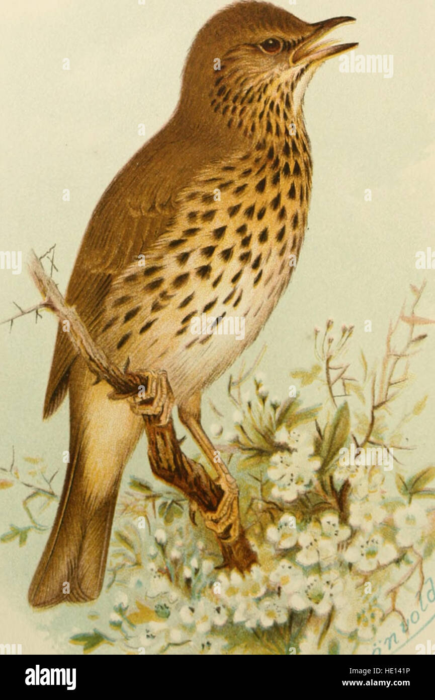 'Birds of Great Britain and Ireland' (1907) provides a comprehensive ...