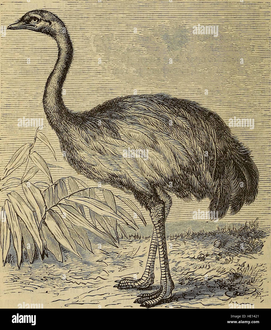 This 1873 book offers a popular account of reptiles and birds ...