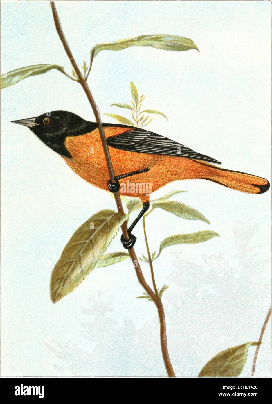 This 1901 guide provides an introduction to the study of common birds ...