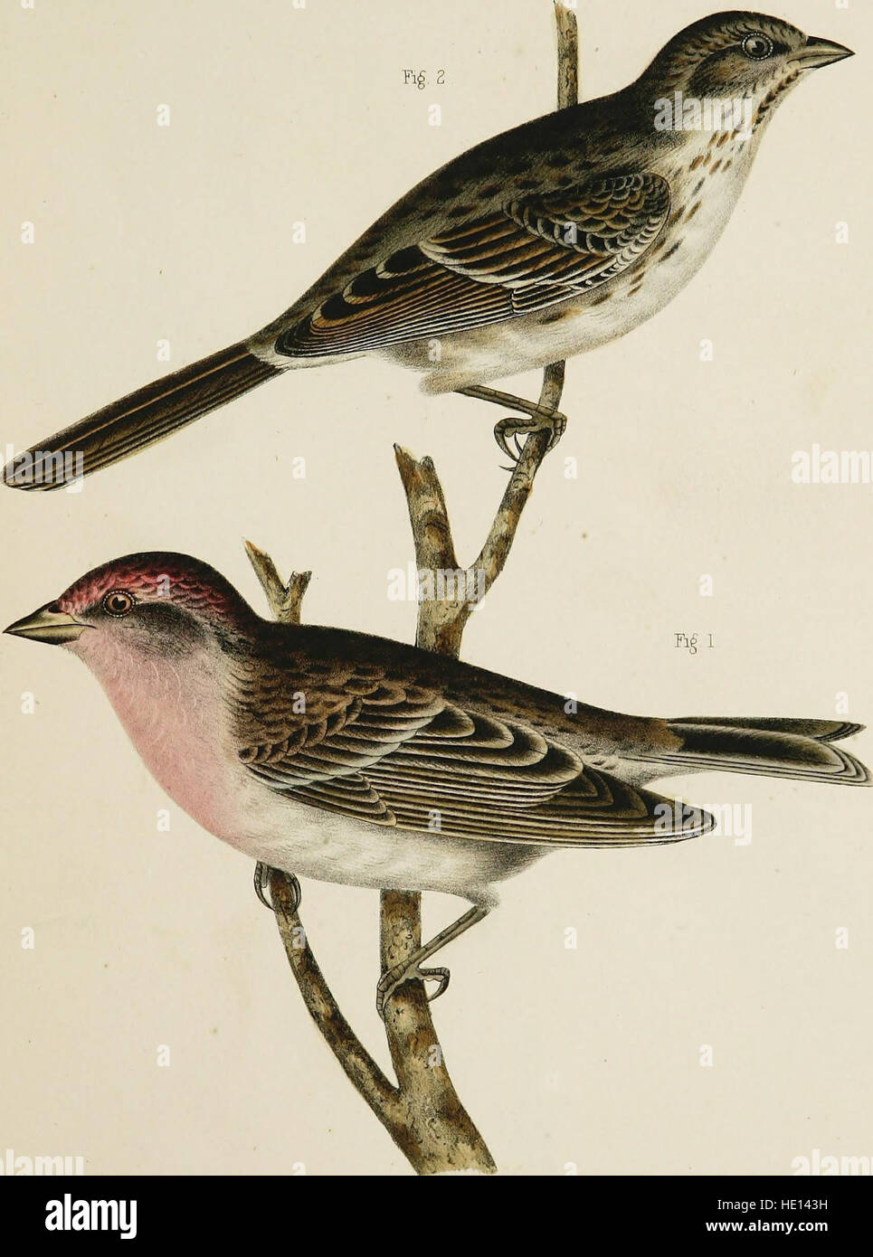 This work features excerpts on bird species encountered during the ...