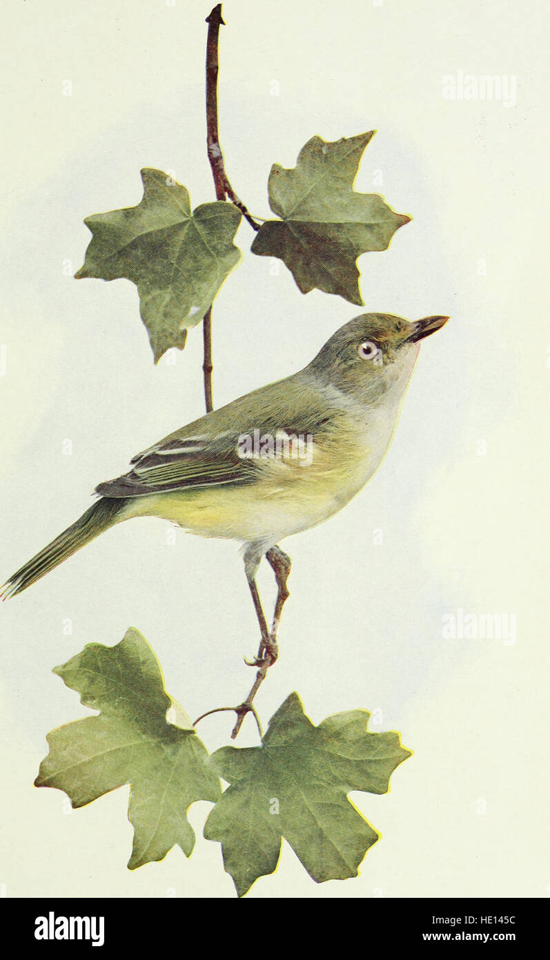 *Birds and Nature* (1901) is a publication focused on the study of ...