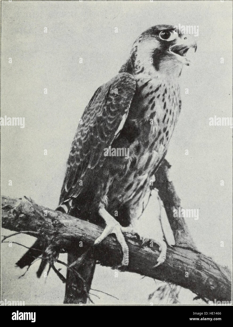 This 1906 work explores the anatomy, behavior, and functions of birds ...