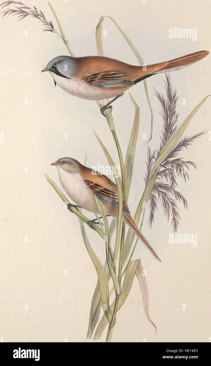 The birds of Europe (1837 Stock Photo - Alamy