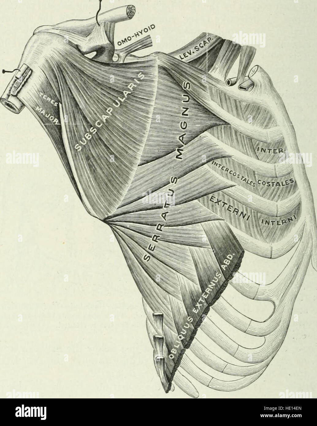 *Applied Anatomy and Kinesiology* (1919) examines the mechanics of ...