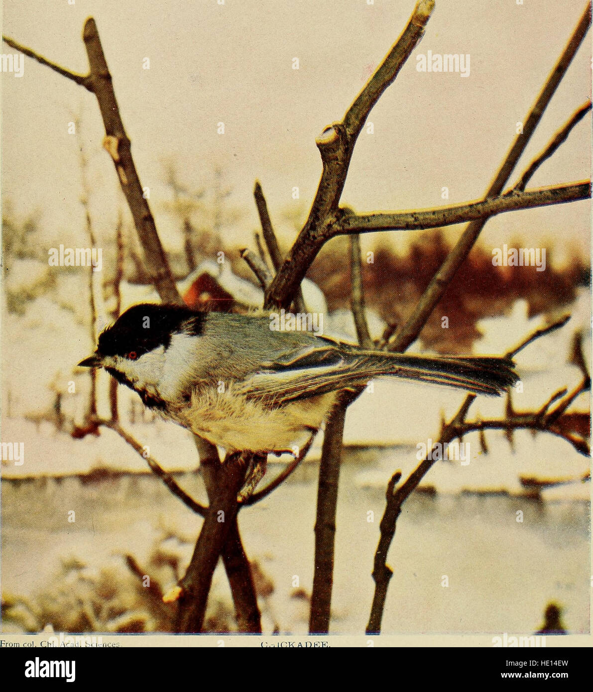 This 1897 serial features birds illustrated through color photography ...