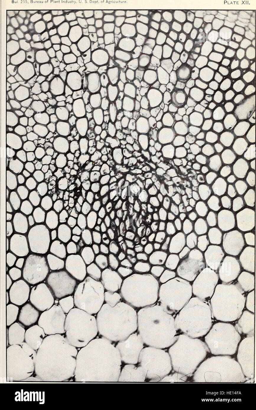 This 1912 study examines crown gall, a plant disease caused by a ...