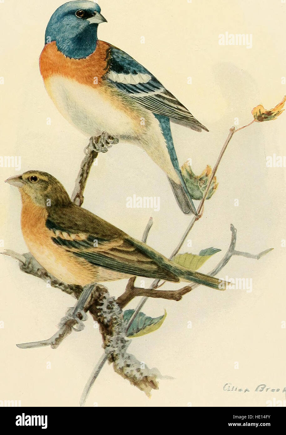 *The Birds of California* (1923) provides a comprehensive account of ...