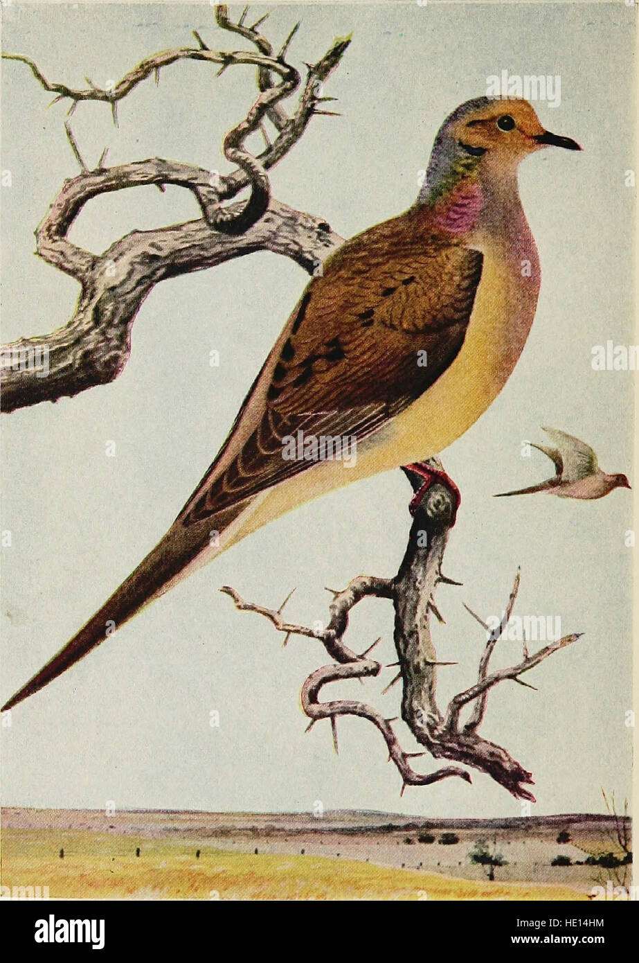 *Birds Worth Knowing* (1925) provides an introduction to various bird ...