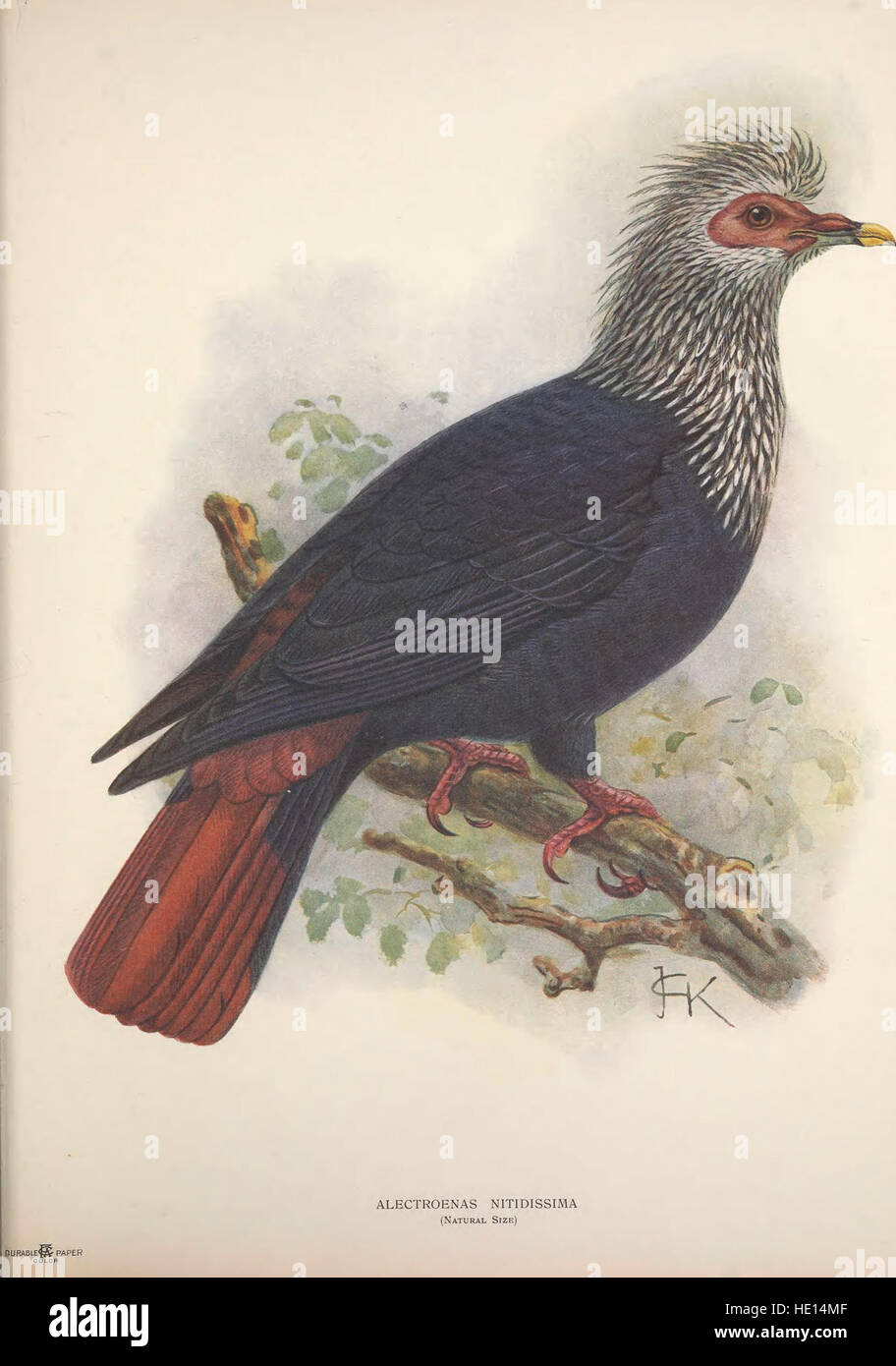 A detailed account of extinct birds, focusing on species that became ...