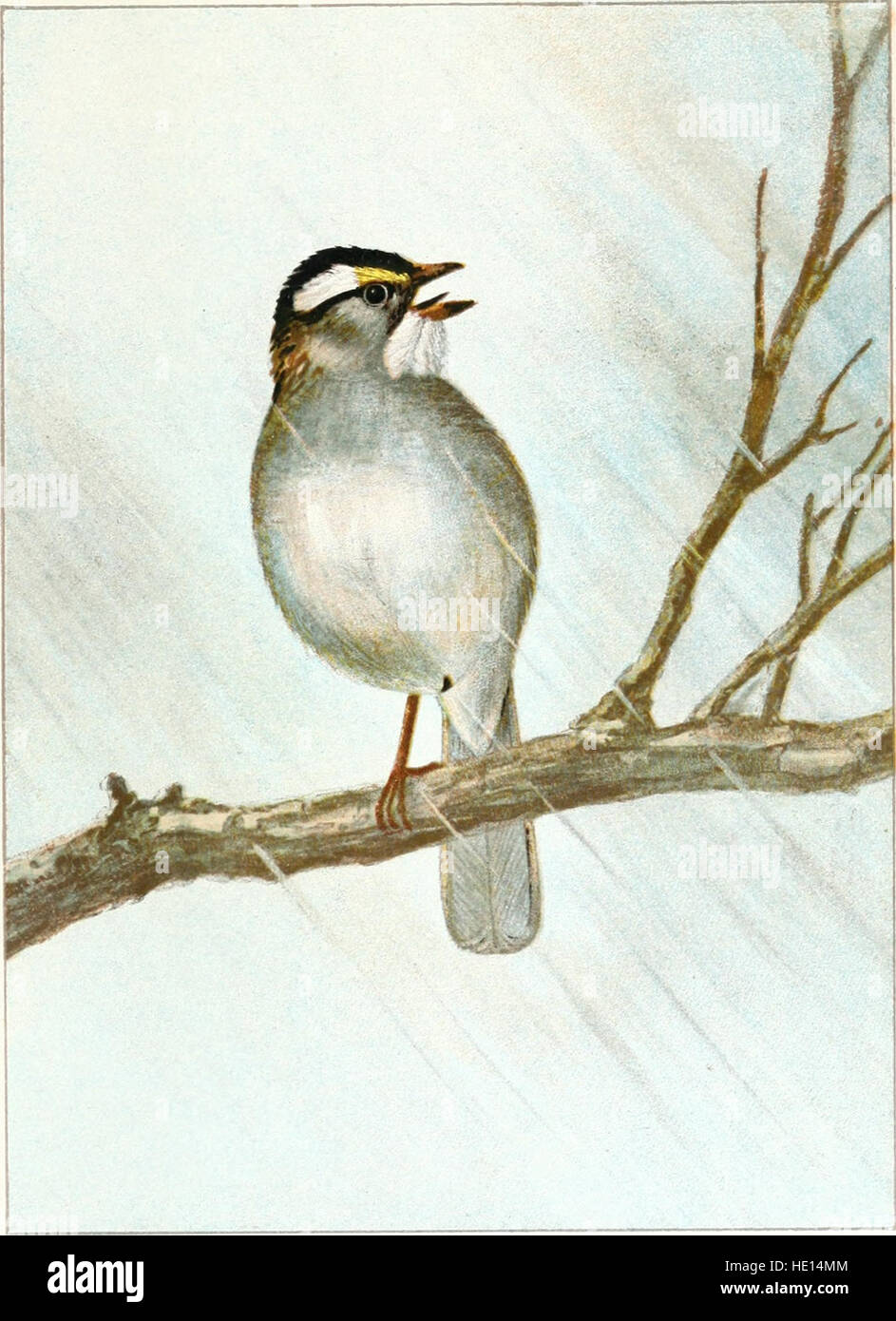 *Bird-Life* (1901) is a guide focused on the study and identification ...