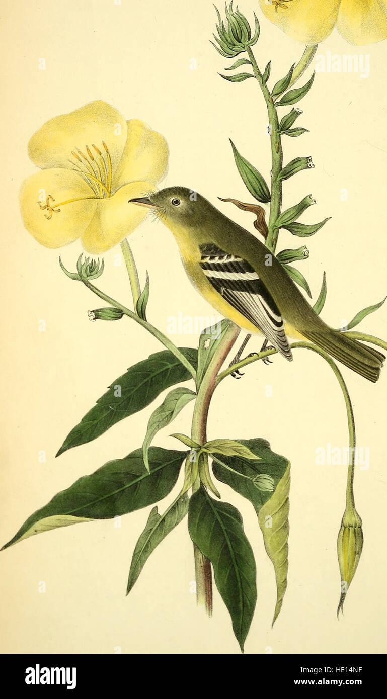 John James Audubon’s 1840 work showcases detailed drawings of American ...