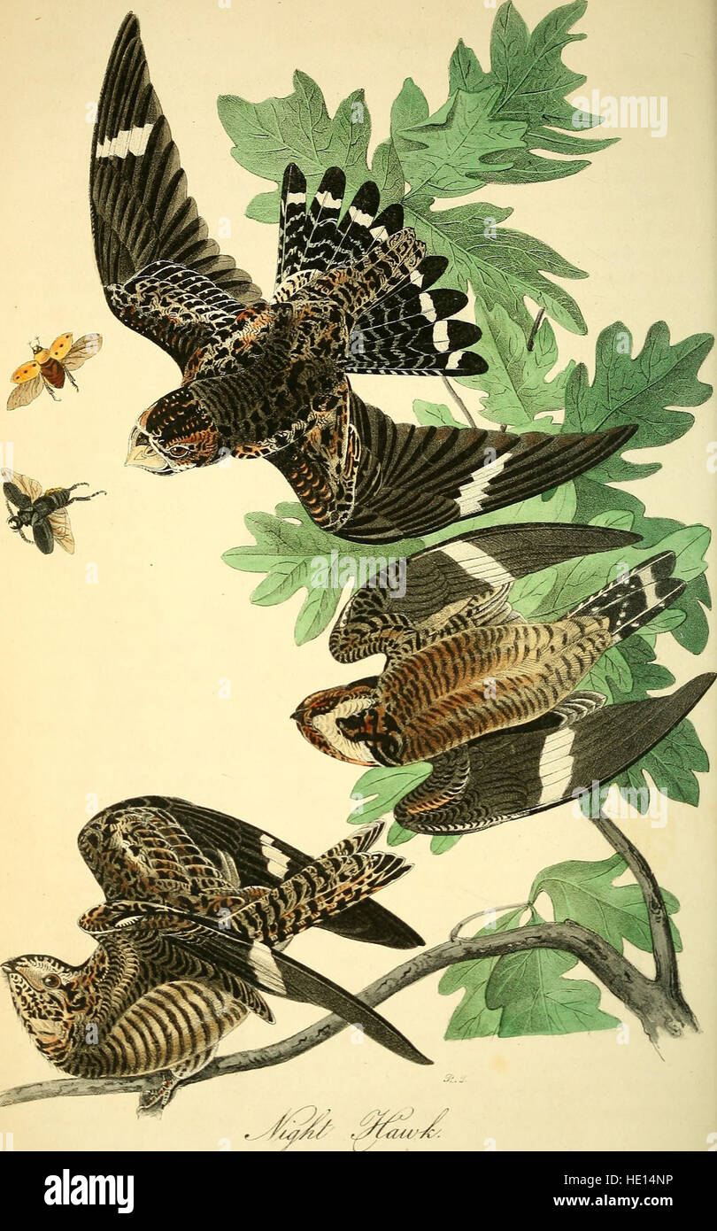 This 1840 work, featuring detailed drawings of North American birds ...