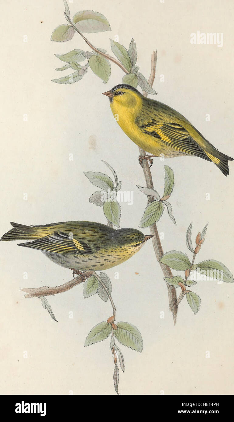 The birds of Europe (1837 Stock Photo - Alamy