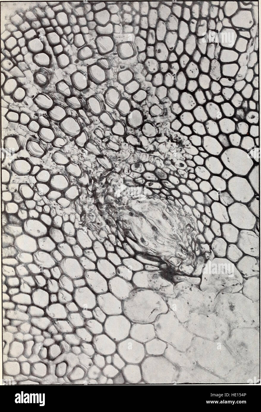 This 1912 study delves into the biology of crown gall, a bacterial ...