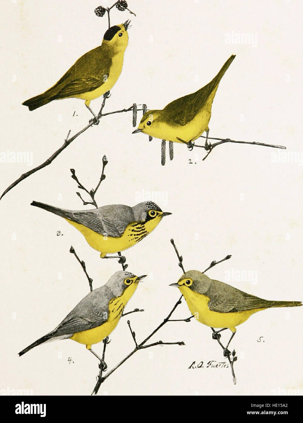 A 1907 publication dedicated to the study and identification of warbler ...