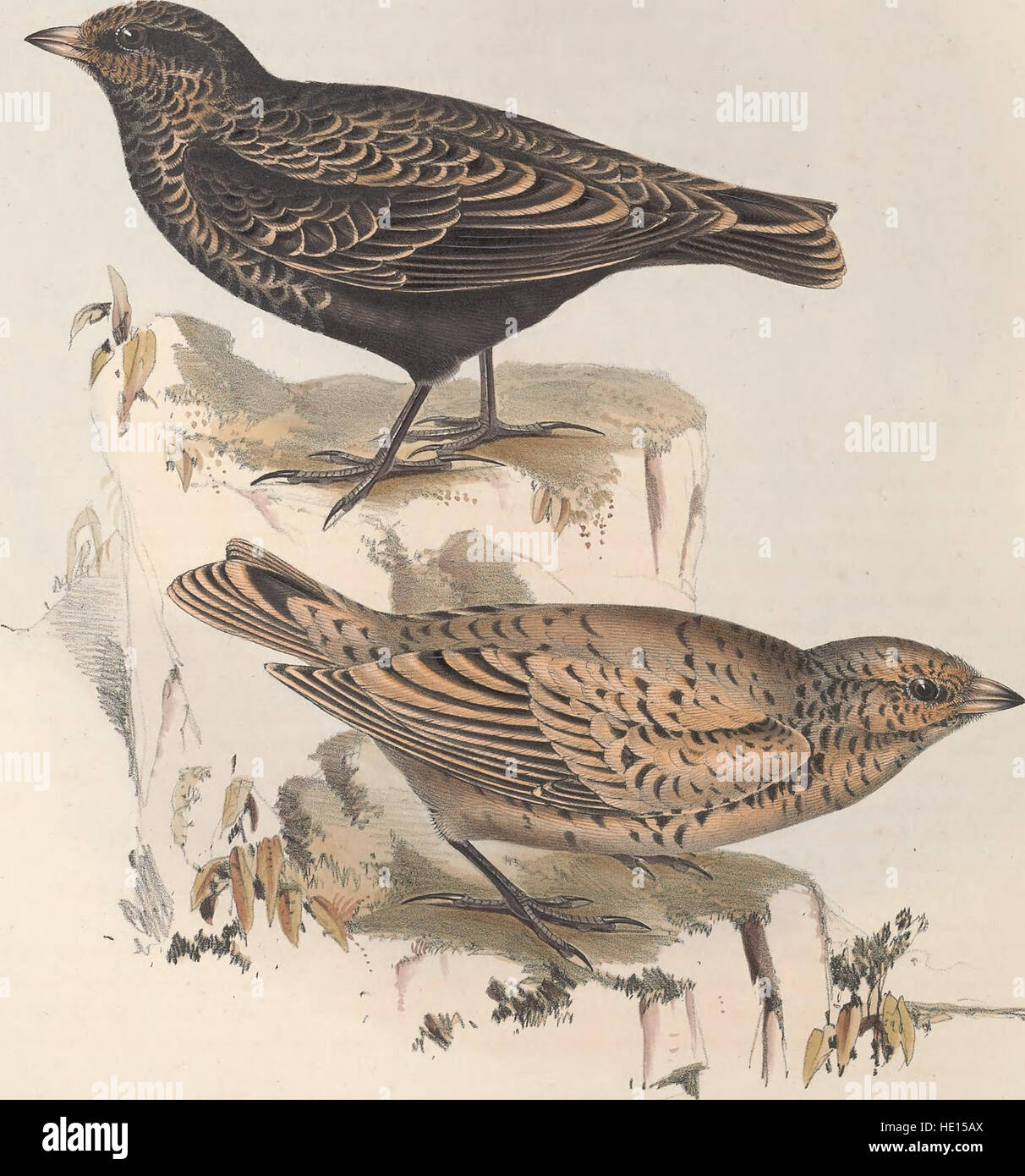 The Birds of Europe (1837) is a comprehensive work detailing the ...