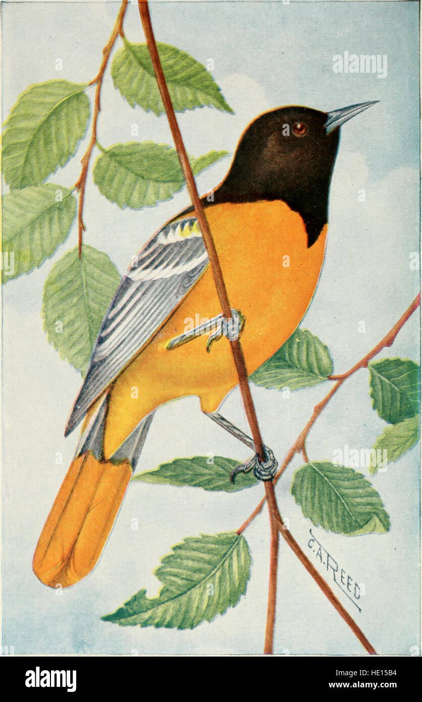 *Birds in Literature* (1911) examines the symbolic and thematic roles ...