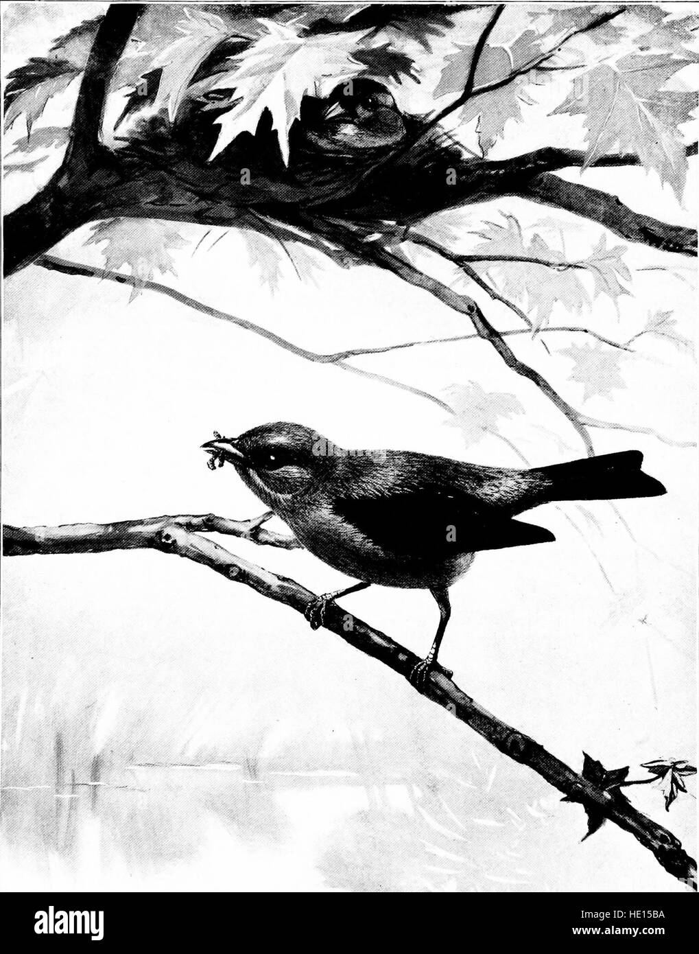 'Bird Portraits' (1901) is a collection of detailed illustrations ...