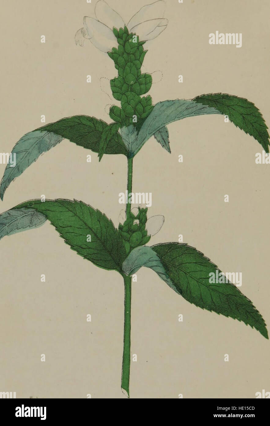 This work covers a comprehensive botanical analysis of plants used in ...