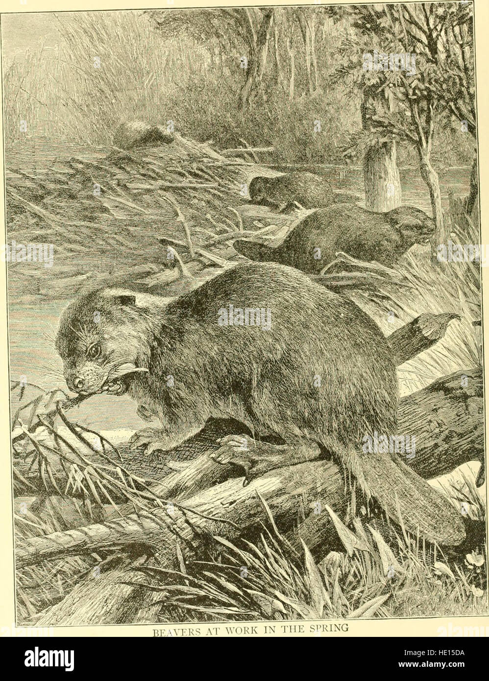 *Hunting and Trapping Stories; A Book for Boys* (1903) is a collection ...