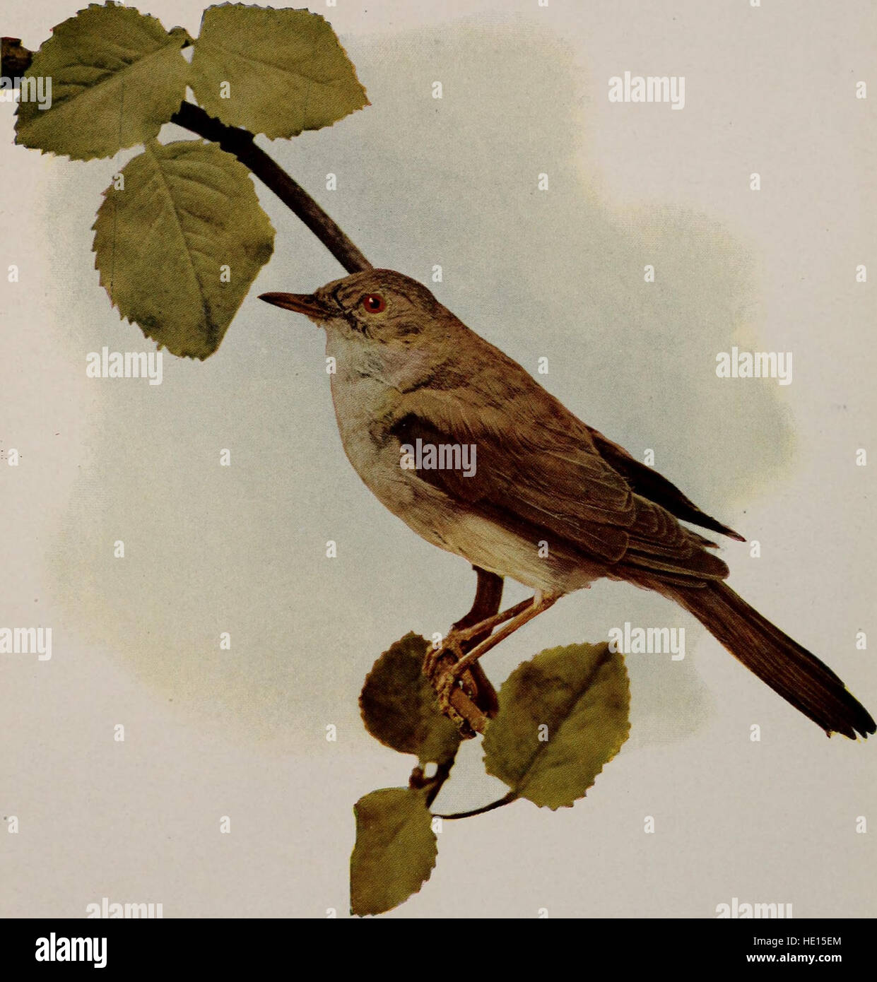 This 1913 book offers a scientific and popular overview of 400 bird ...