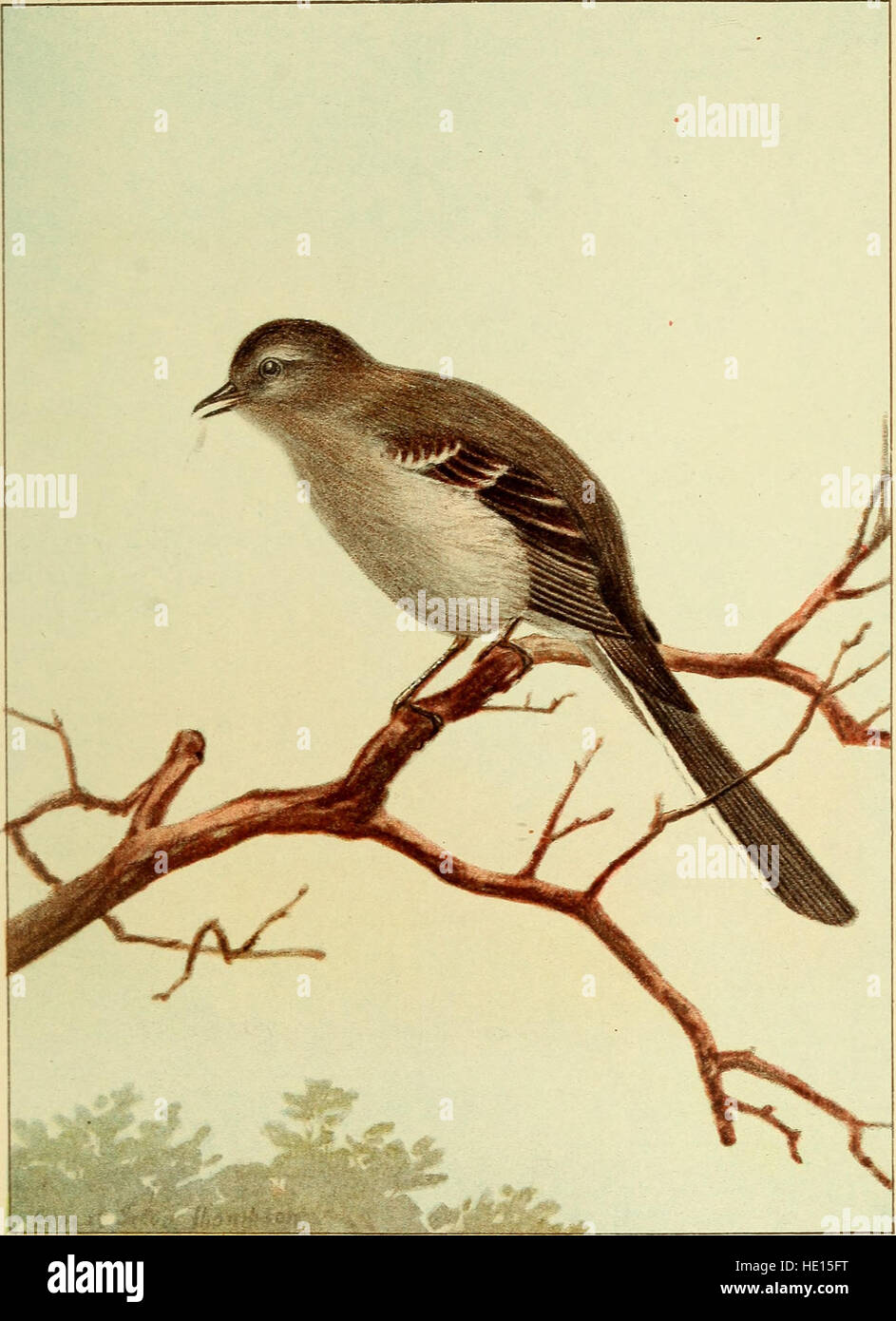 *Bird-life* (1898) serves as a guide for identifying and studying ...