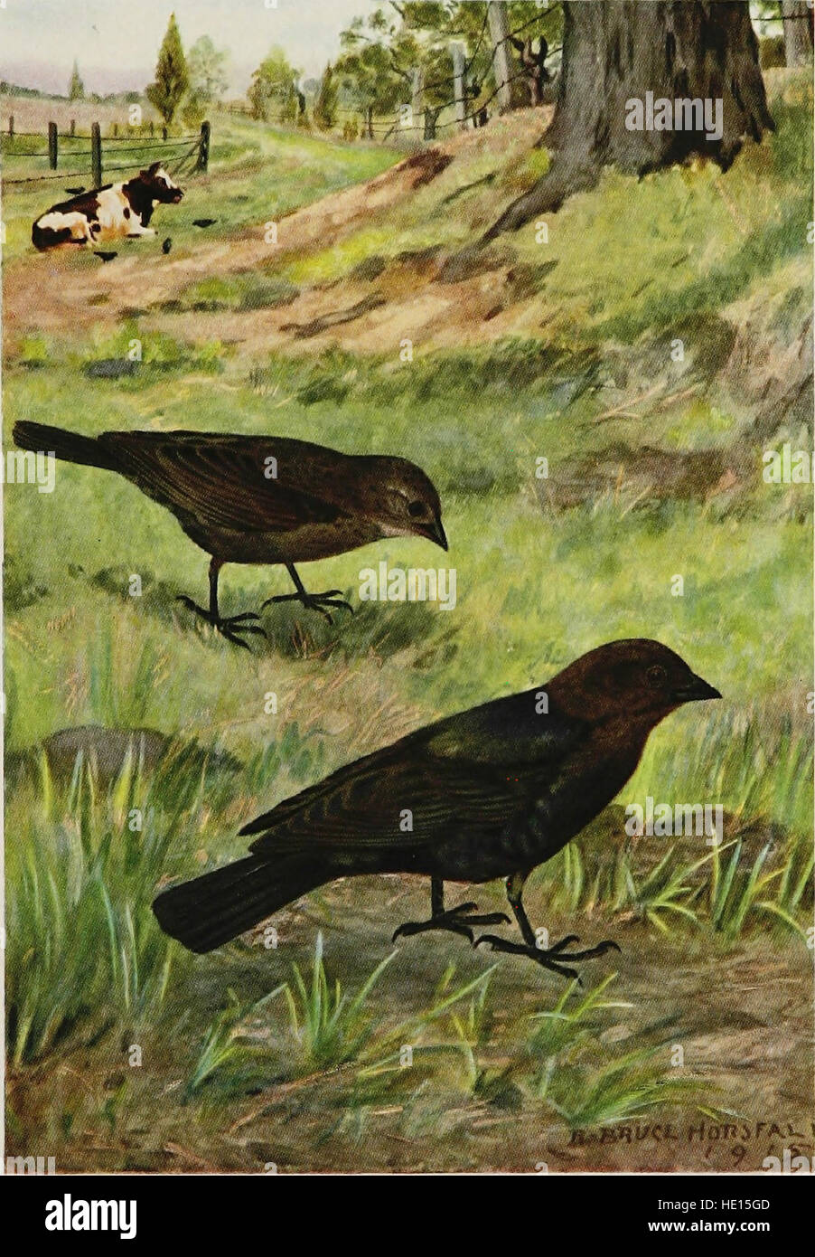 'A Year with the Birds' (1917) documents the author's observations of ...