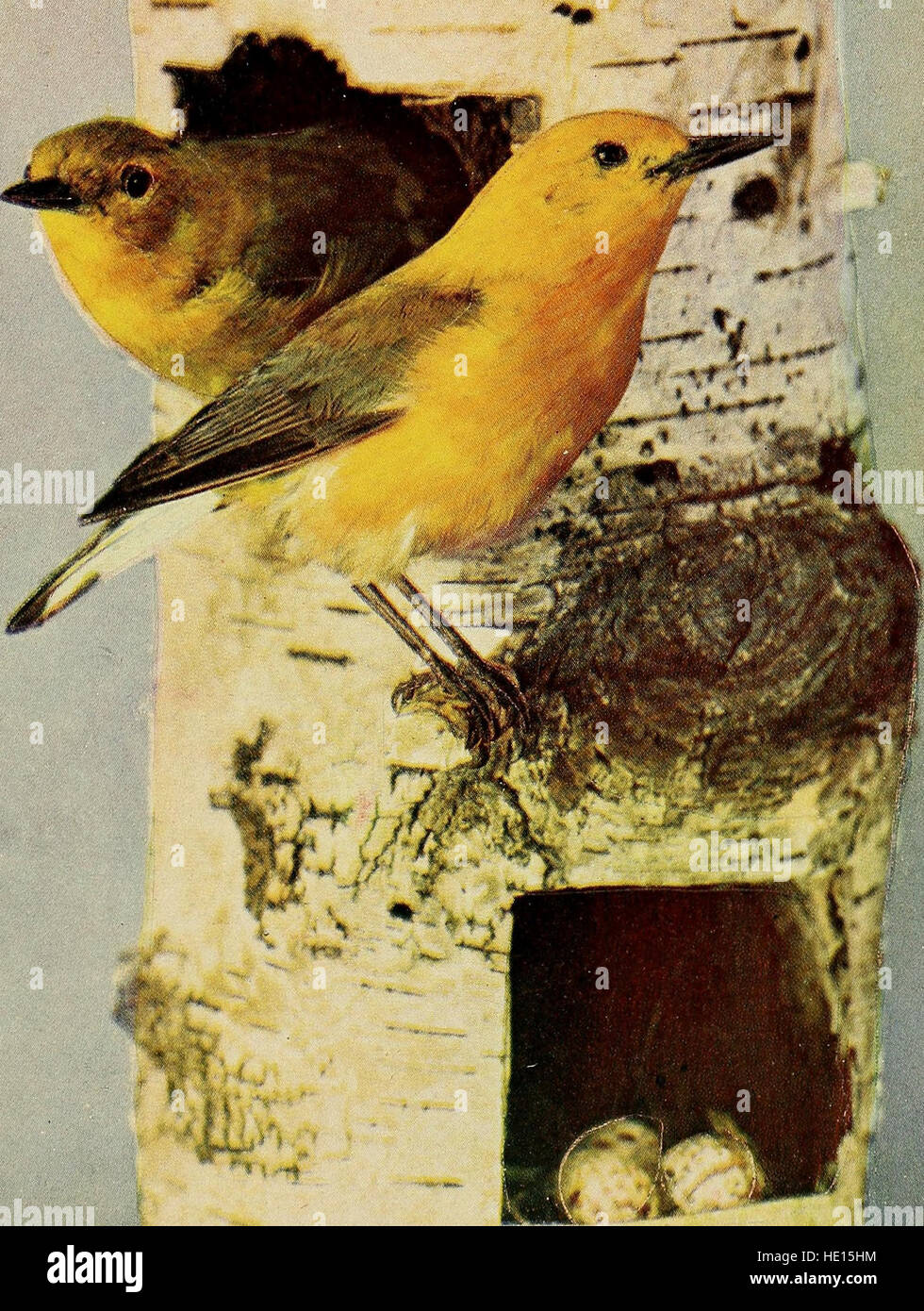 *Birds* (1897) is a monthly serial showcasing birds through color ...