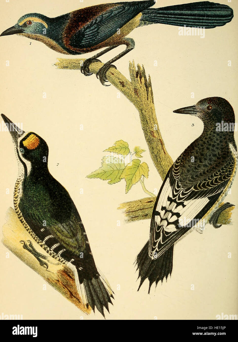 'American Ornithology' (1870) provides a comprehensive study of North ...