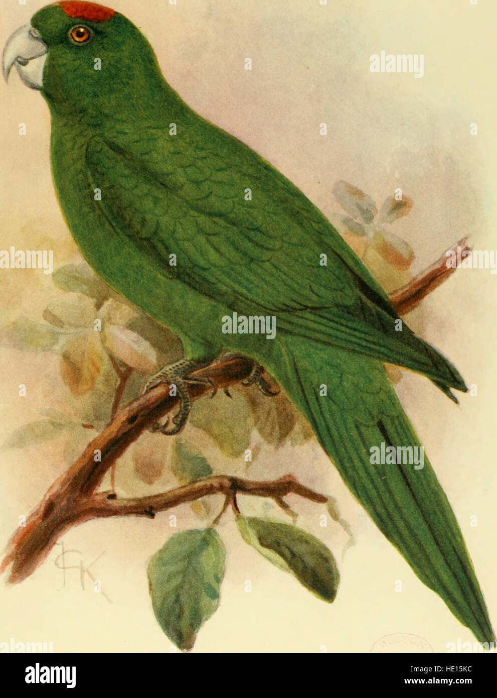 This volume focuses on the bird species that have gone extinct in the ...