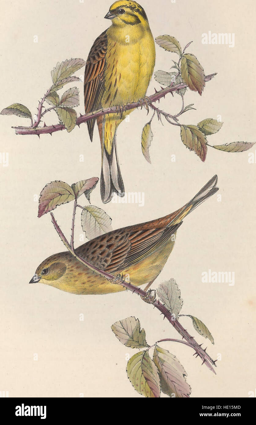 *The Birds of Europe* (1837) provides a comprehensive guide to the bird ...