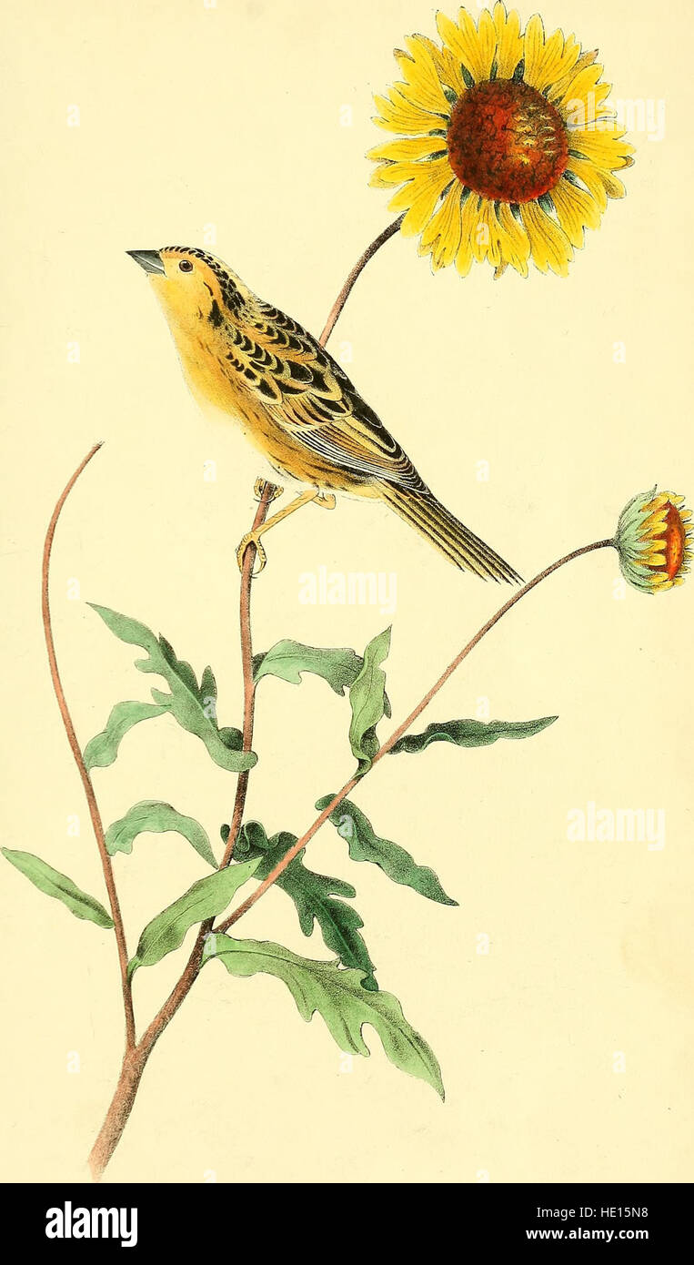 A collection of drawings depicting the birds of America, first ...