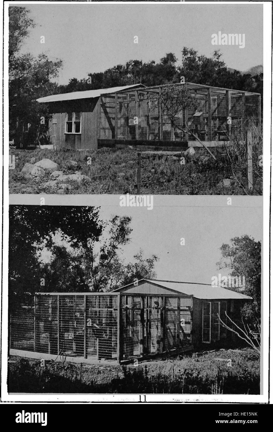 *The Mental Life of Monkeys and Apes* (1916) is a psychological study ...