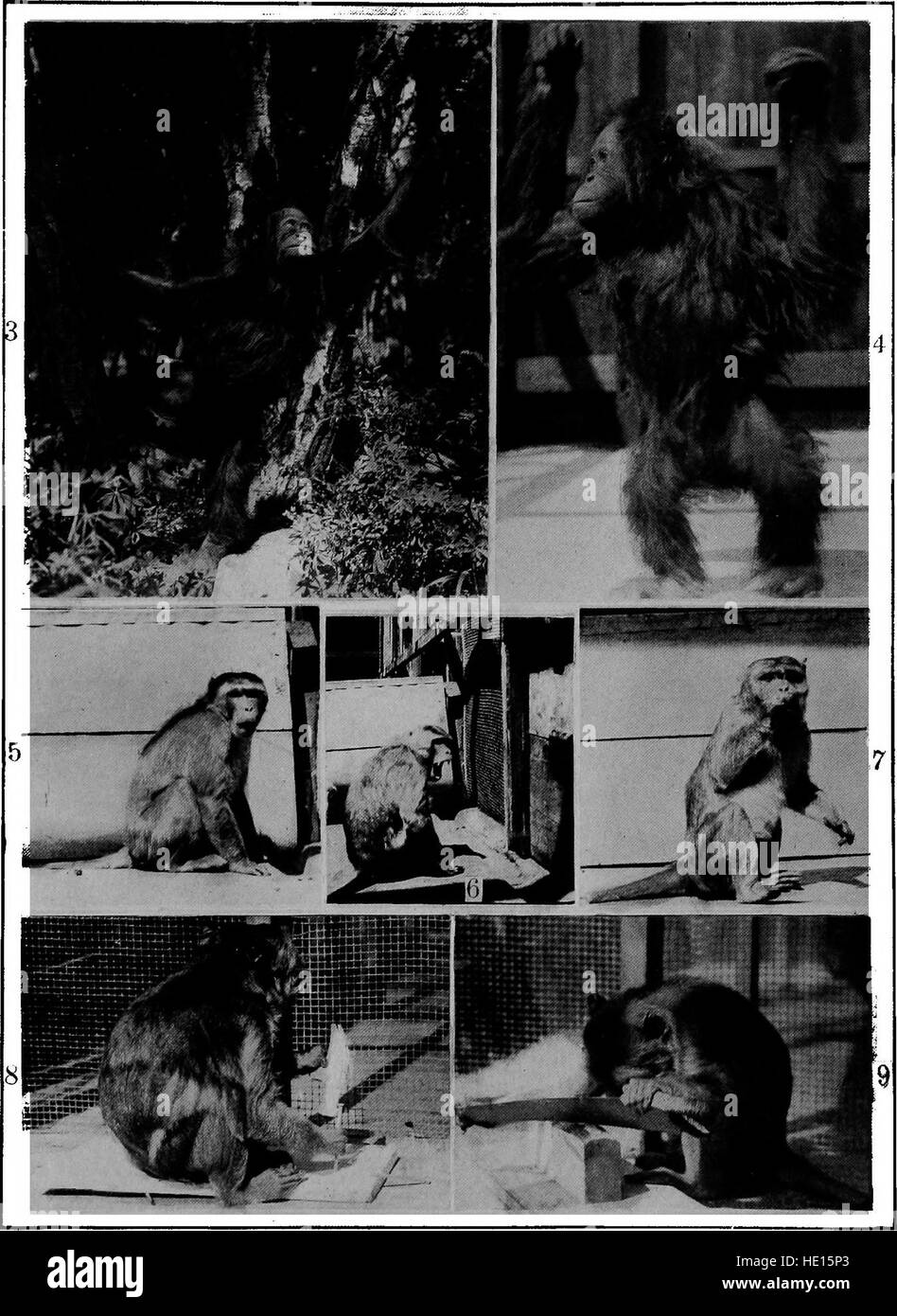 This 1916 study examines the mental and cognitive behaviors of monkeys ...